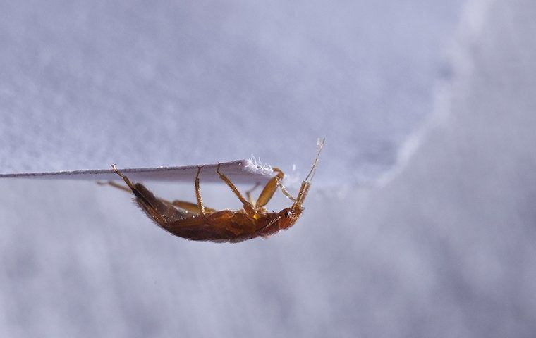 An Easy And Effective Guide To Keeping San Mateo's Bed Bugs At Bay ...