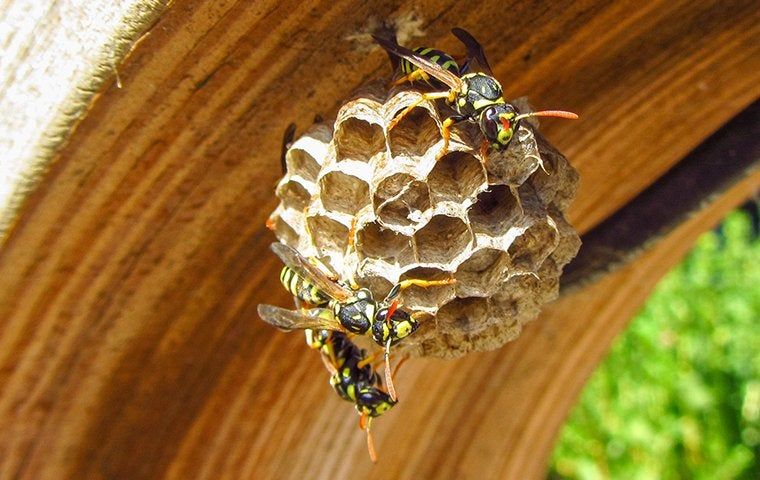 How To Get Rid Of A Wasp Infestation On Your San Mateo Property ...