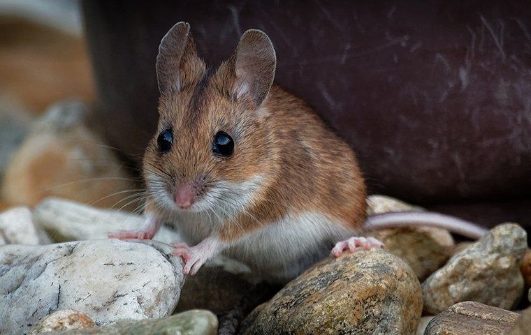 A Helpful Guide To Effective Rodent Control For San Mateo Homeowners ...