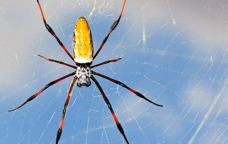 Is It Dangerous To Have Orb-Weaver Spiders Around My San Mateo Home ...