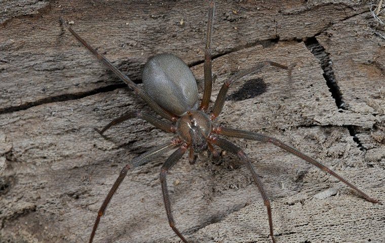 What To Do About Dangerous Spiders In Your San Mateo Home | Pacific ...