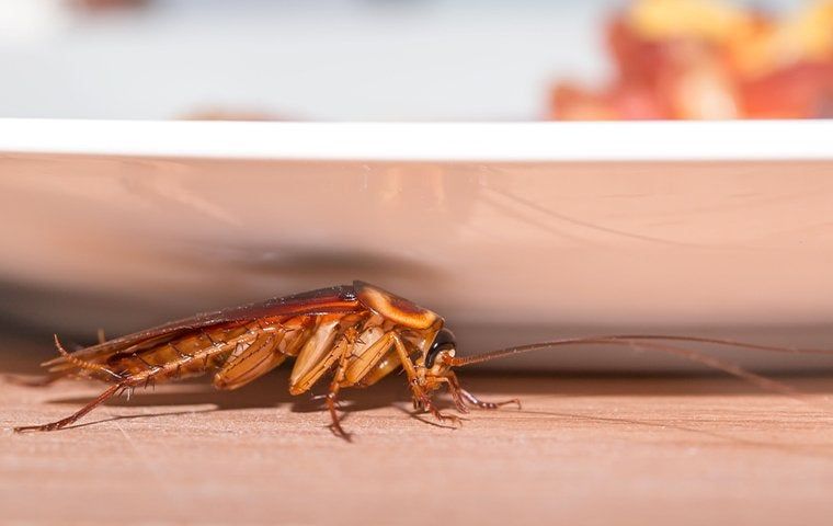 What To Do About Dirty Roaches In Your San Mateo Home | Pacific Pest ...