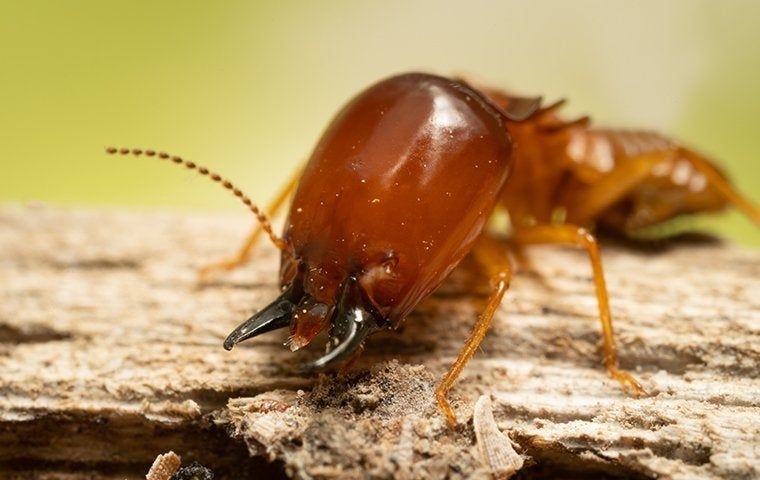 How Much Damage Can Termites Really Cause In San Mateo? | Pacific Pest ...